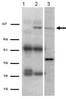 RIPAb+ Ago2 - RIP Validated Antibody and Primer Set | 03-110